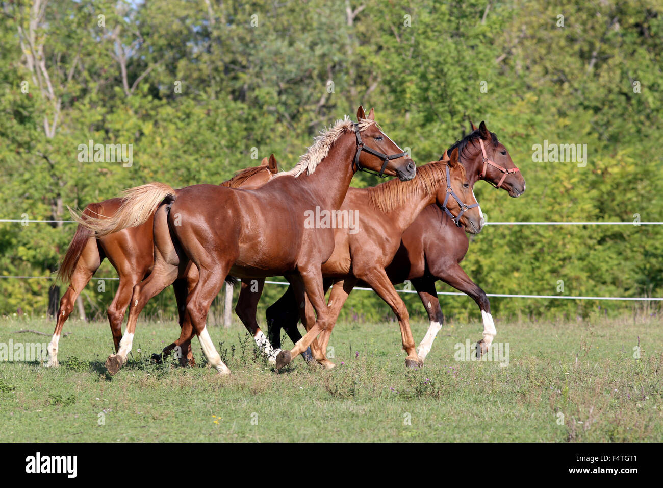 Four beautiful young stallions galloping on pasture summertime Stock ...