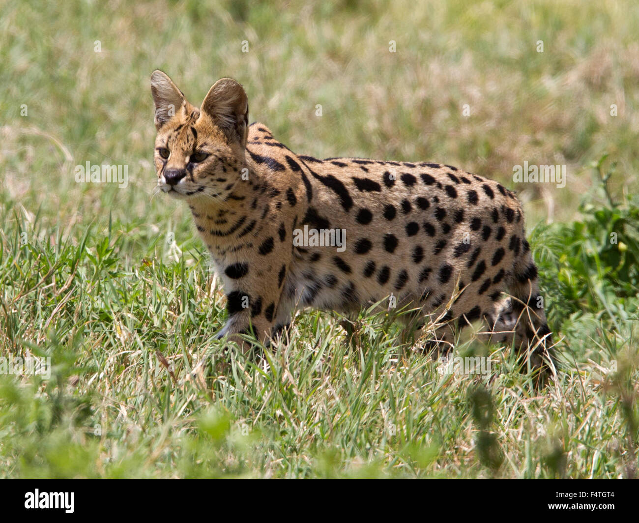 Serval standing hi-res stock photography and images - Alamy