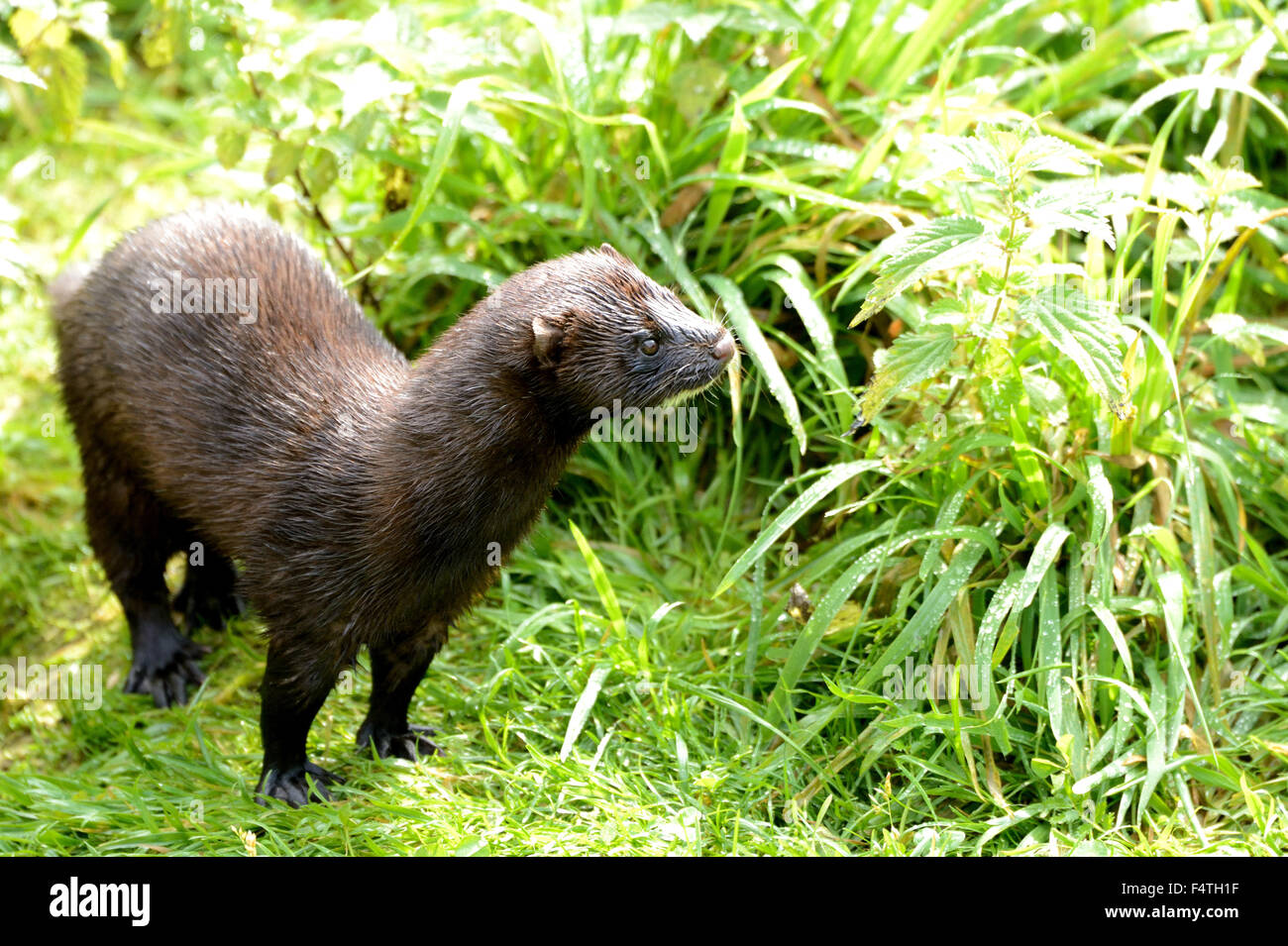 Mink, American Mink Stock Photo - Alamy