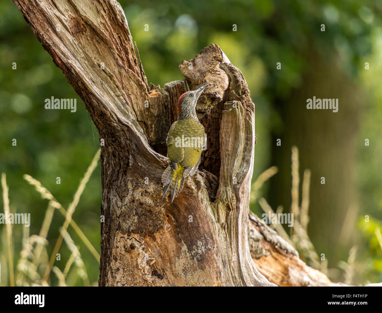Juvenile European Green Woodpecker (Picus viridis) foraging in natural ...