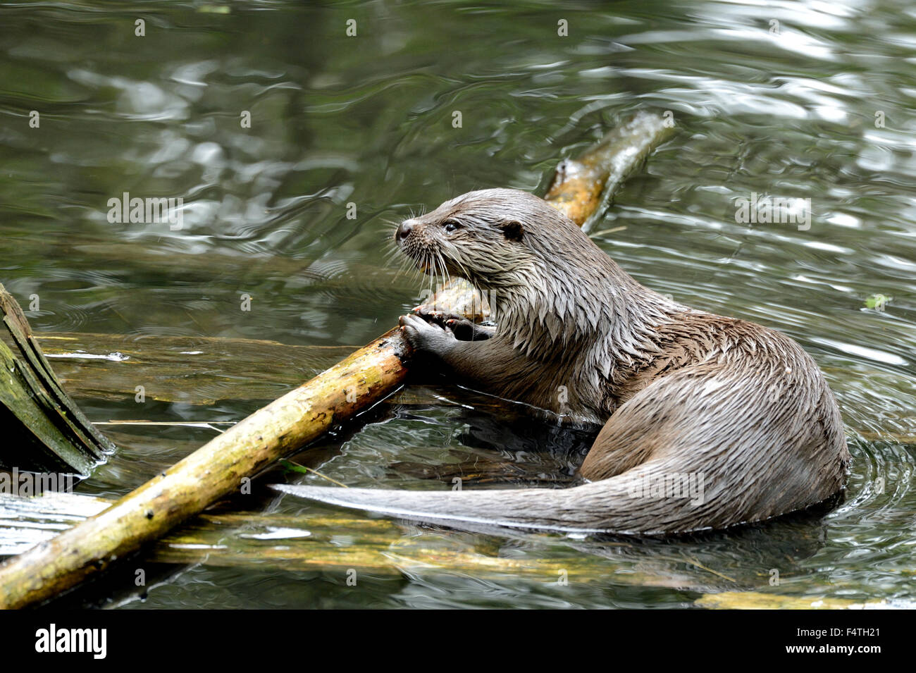 Otter cat hi-res stock photography and images - Alamy