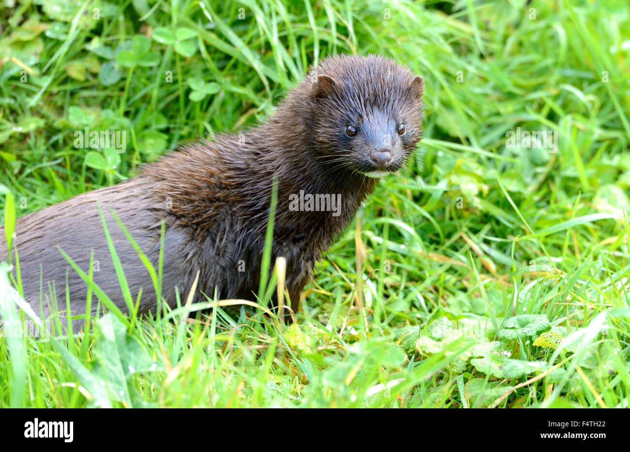 Mink, american Mink Stock Photo - Alamy