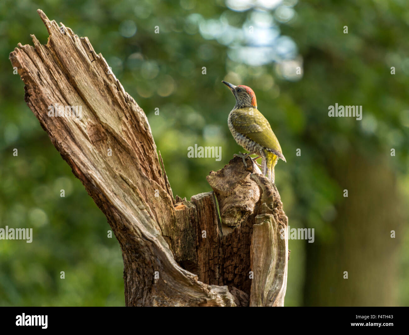 Juvenile European Green Woodpecker (Picus viridis) foraging in natural ...