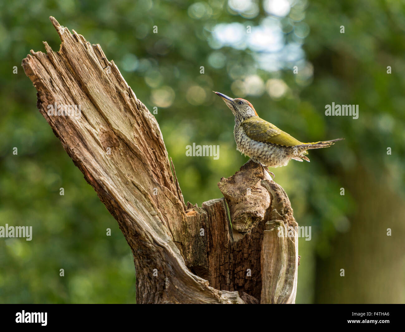 Juvenile European Green Woodpecker (Picus viridis) foraging in natural ...