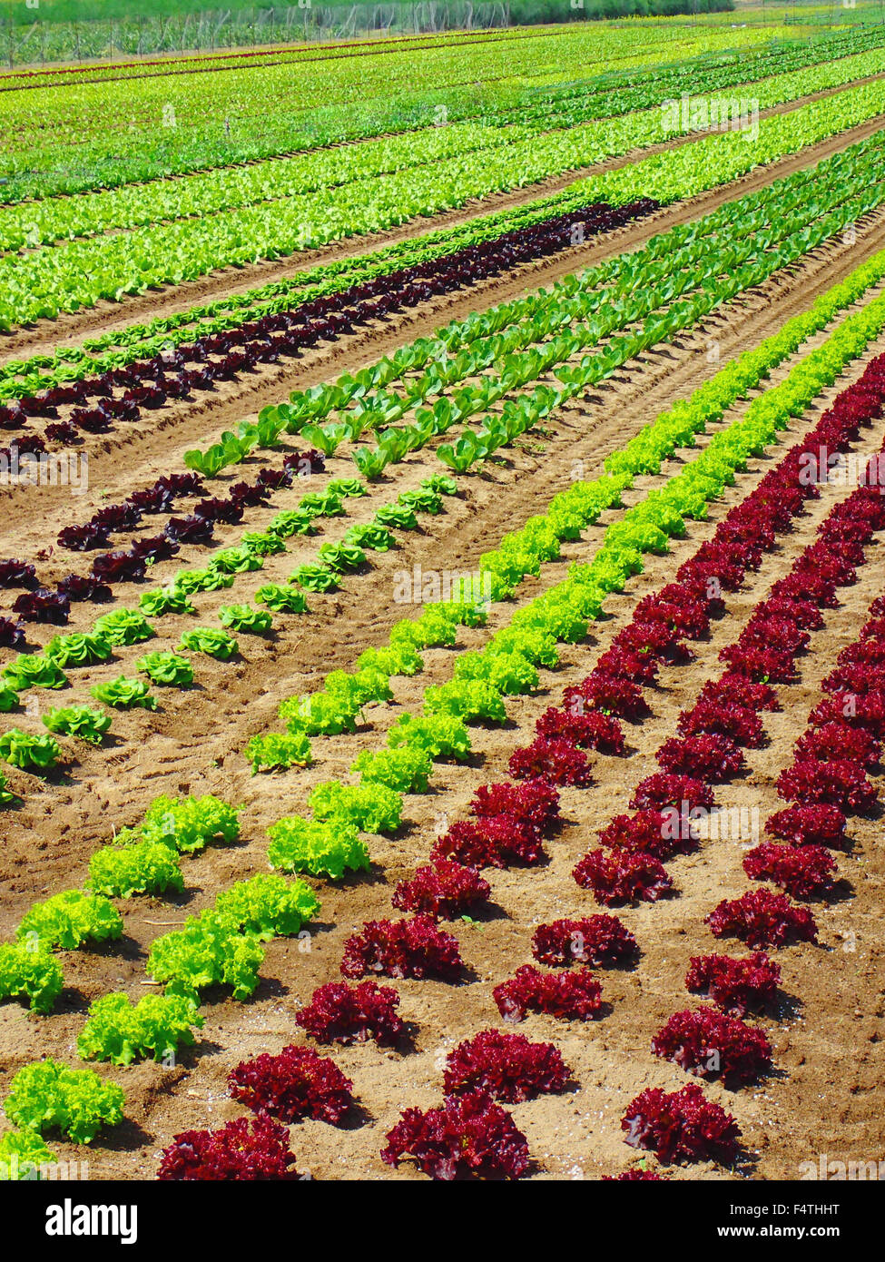 Vegetable beds, salad, lettuce, agriculture, Germany, field Stock Photo ...