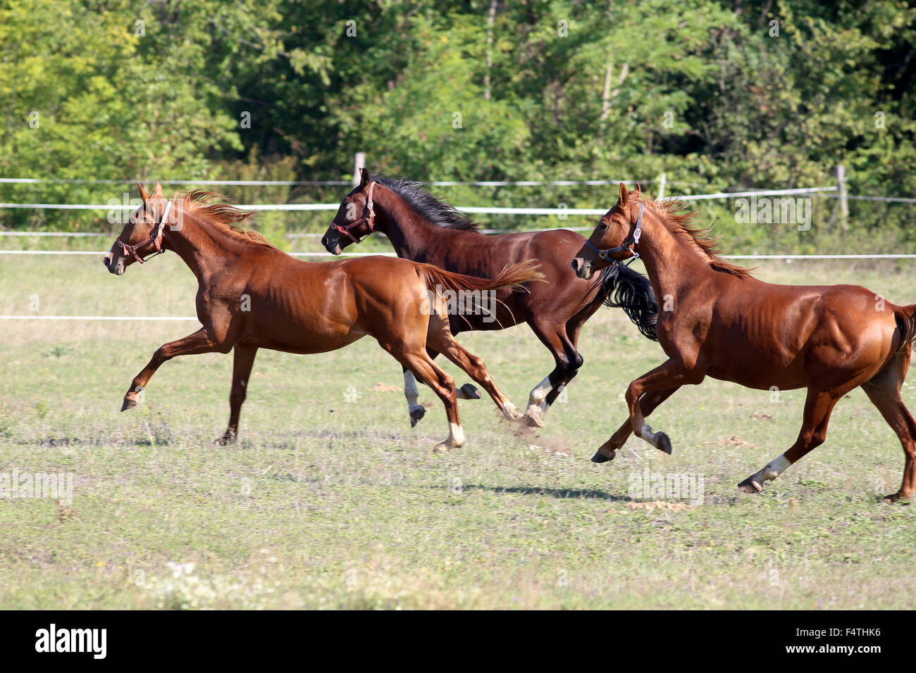 Three beautiful young stallions galloping on pasture summertime Stock ...