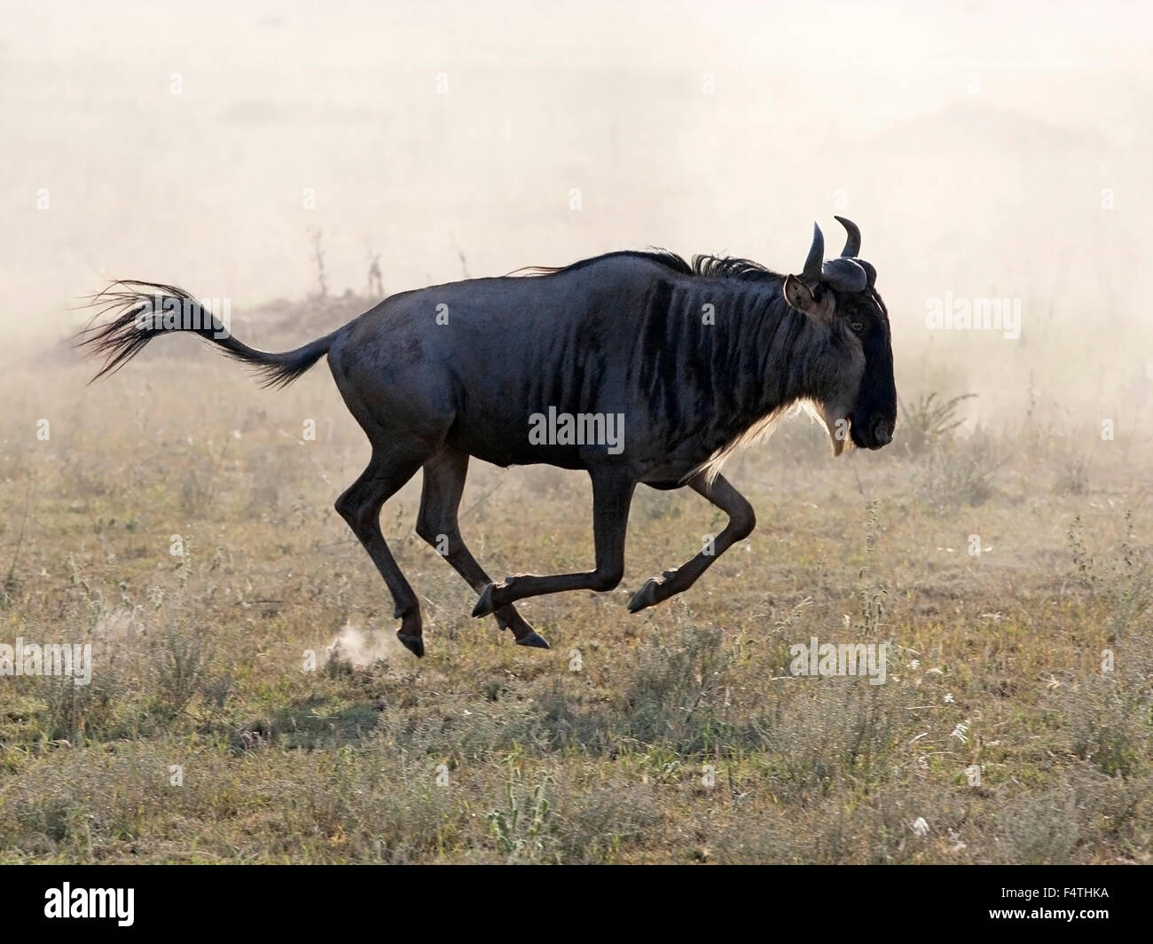 Blue wildebeest running, brindled gnu Stock Photo - Alamy