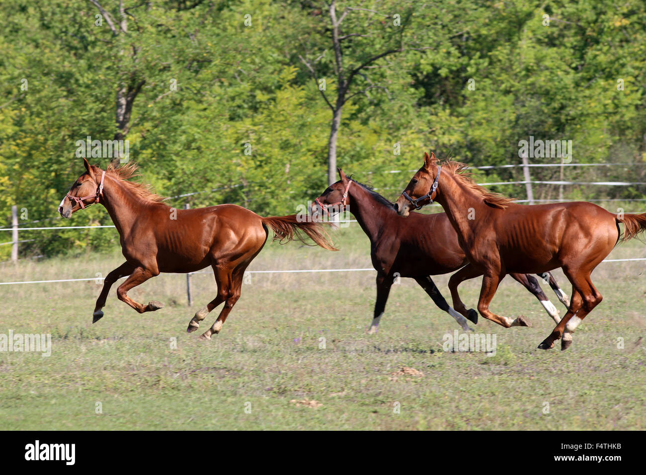 Three horses in a corral hi-res stock photography and images - Alamy