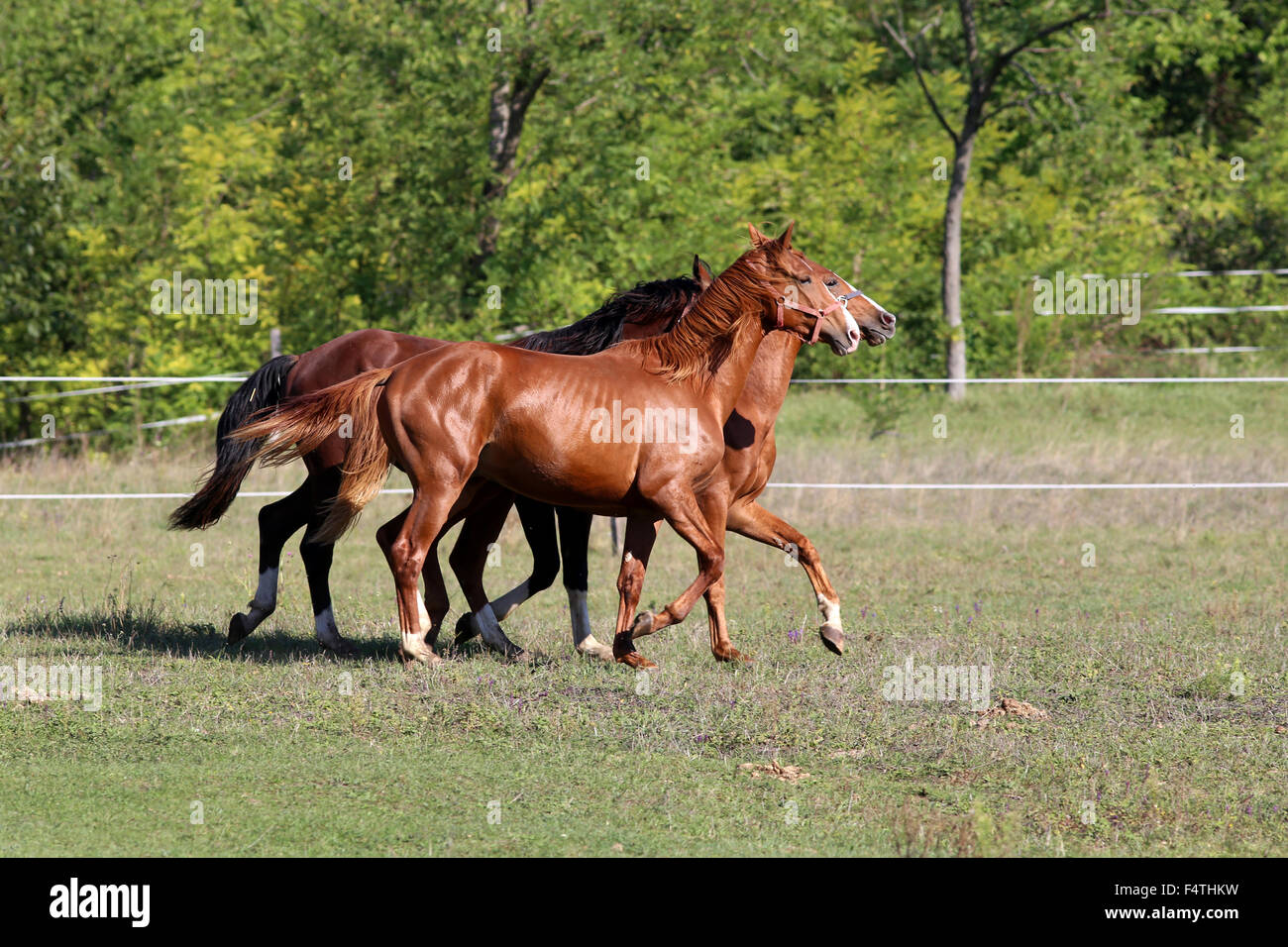 Beautiful young stallions galloping hi-res stock photography and images ...