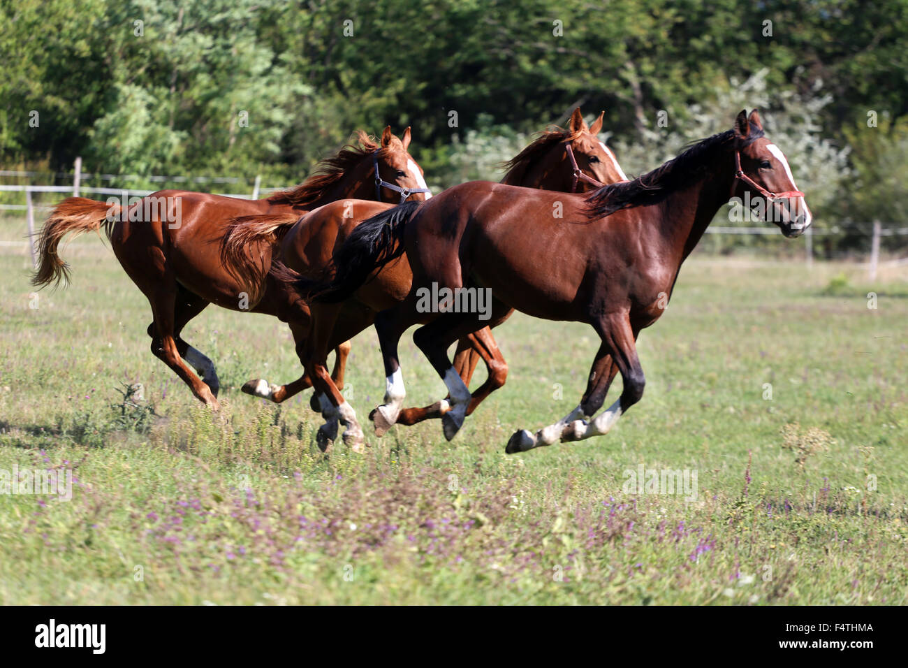 Three beautiful young stallions galloping on pasture summertime Stock ...
