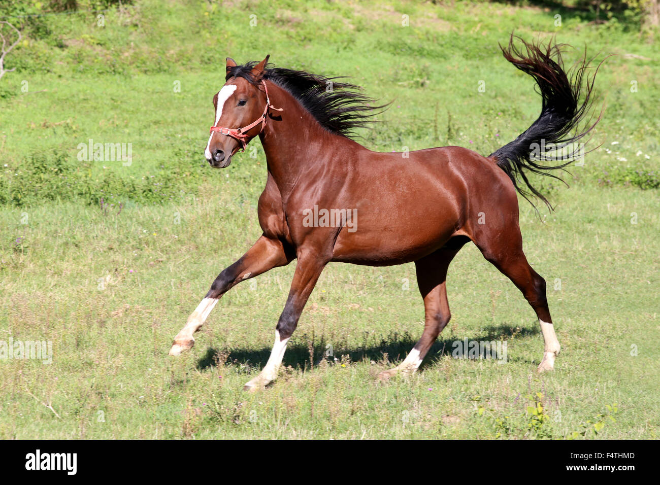 Full energy young stallion runs on meadow in a sunny day Stock Photo ...