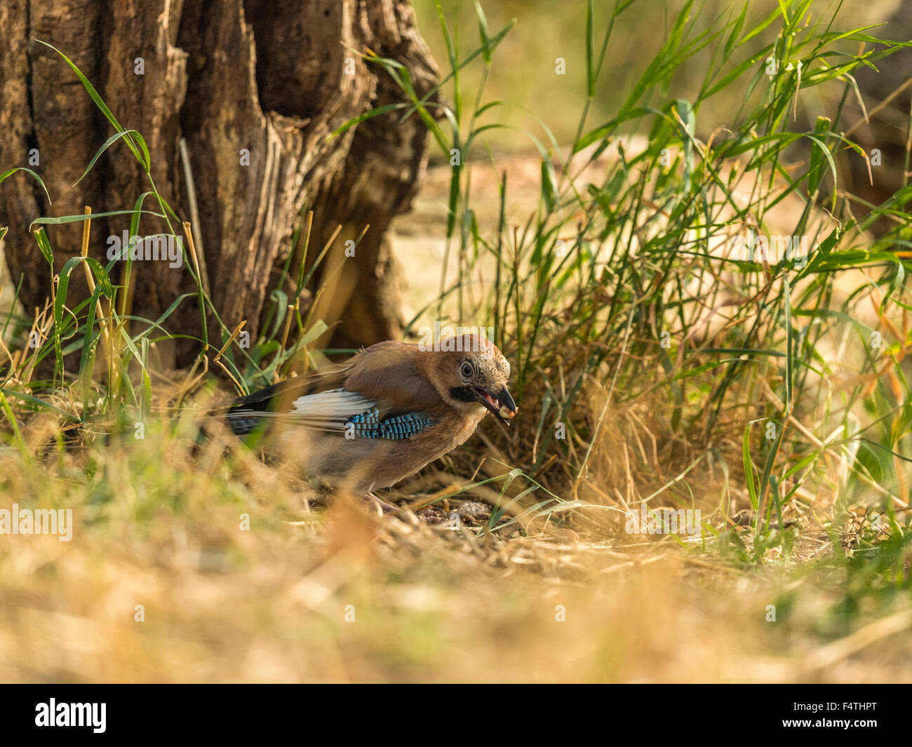 Jay foraging in grass hi-res stock photography and images - Alamy