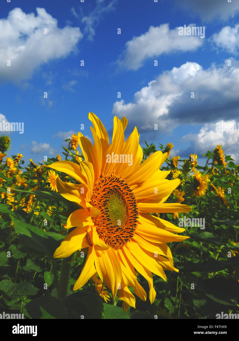 Clouds and flower hi-res stock photography and images - Alamy