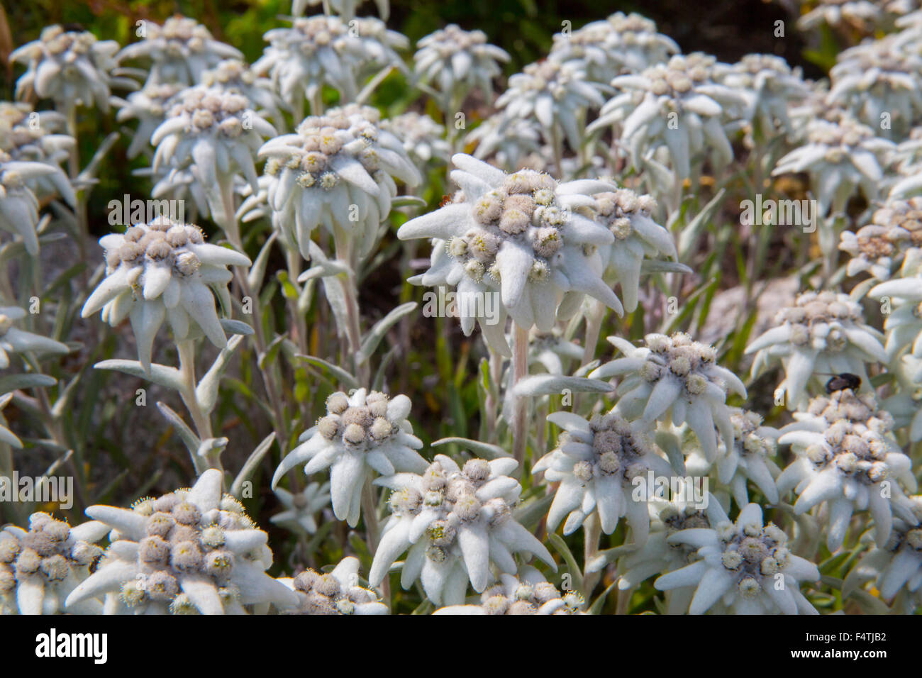Edelweiss Stock Photos & Edelweiss Stock Images - Alamy