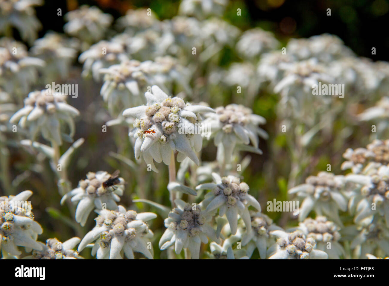 Edelweiss Stock Photo - Alamy