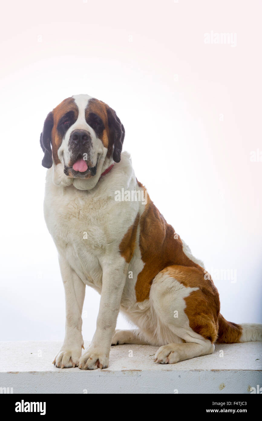 Bernard hi-res stock photography and images - Alamy