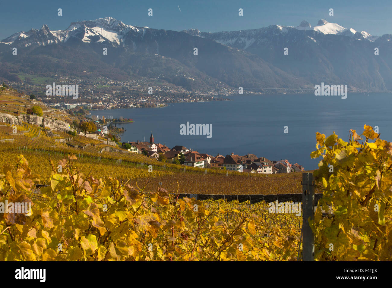 Village Rivaz VD on lake Geneva in autumn Stock Photo - Alamy