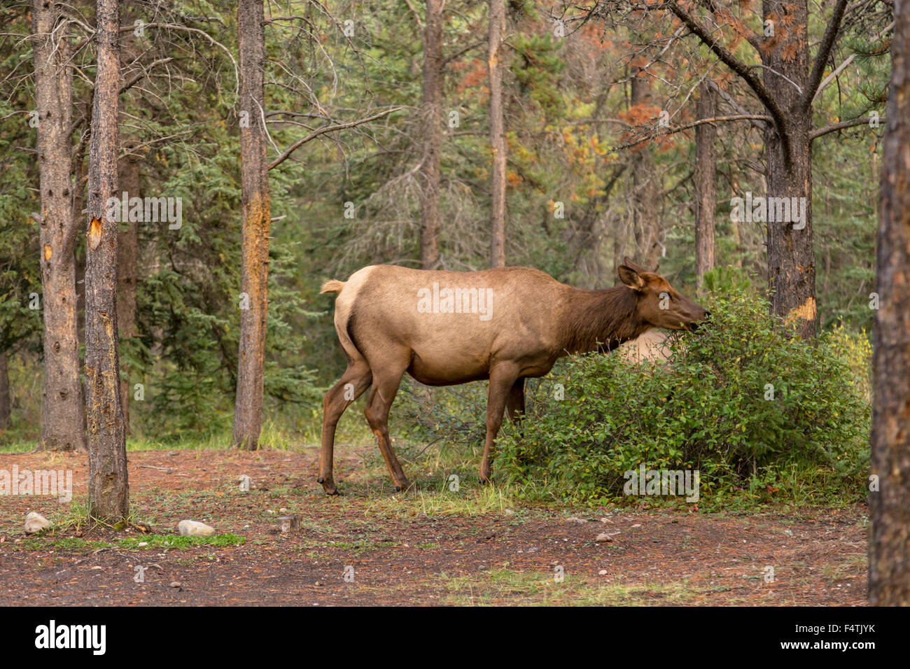 North american animals cervids hi-res stock photography and images - Alamy