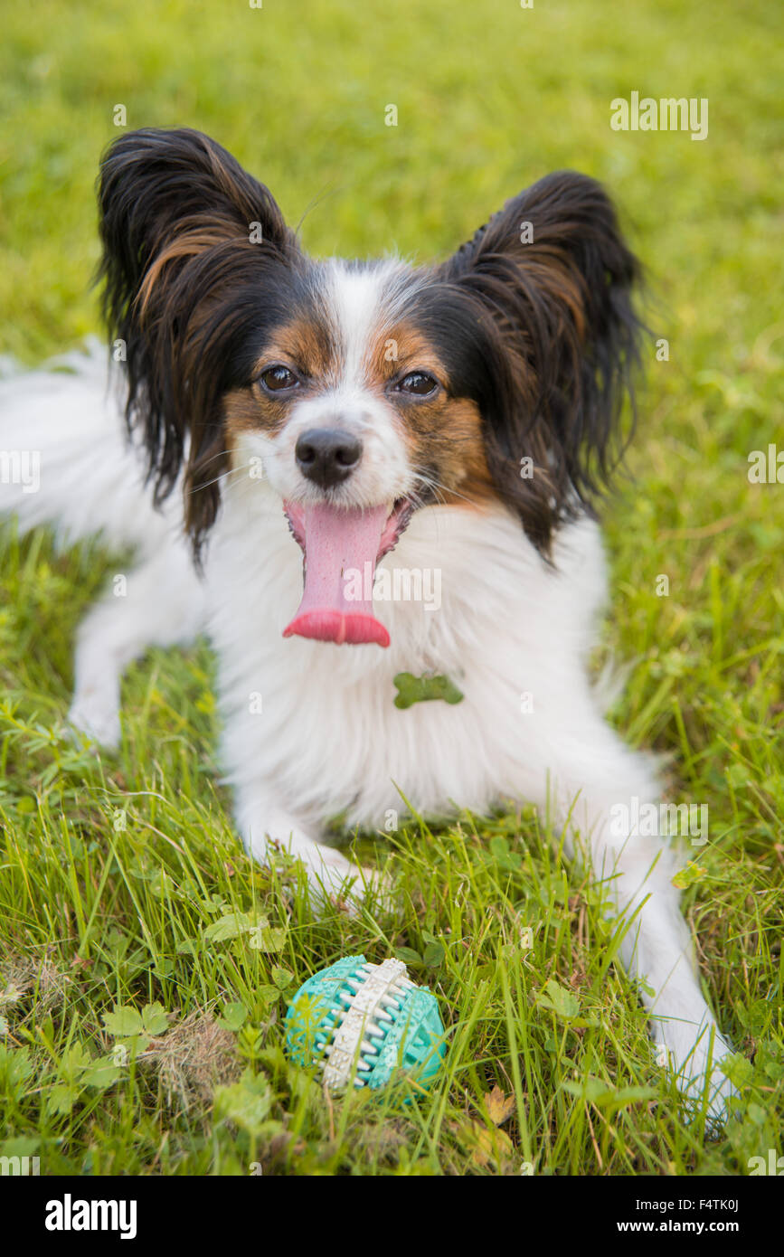 The Papillon Dog Stock Photo - Alamy