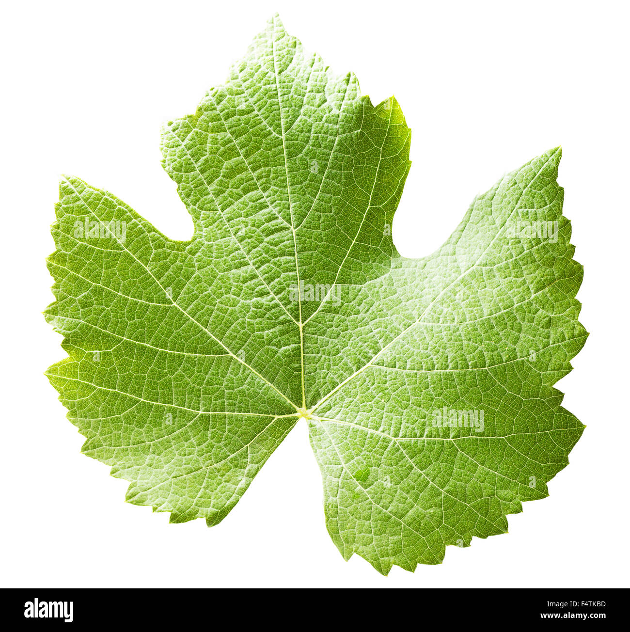 grape leaf isolated on the white background Stock Photo - Alamy