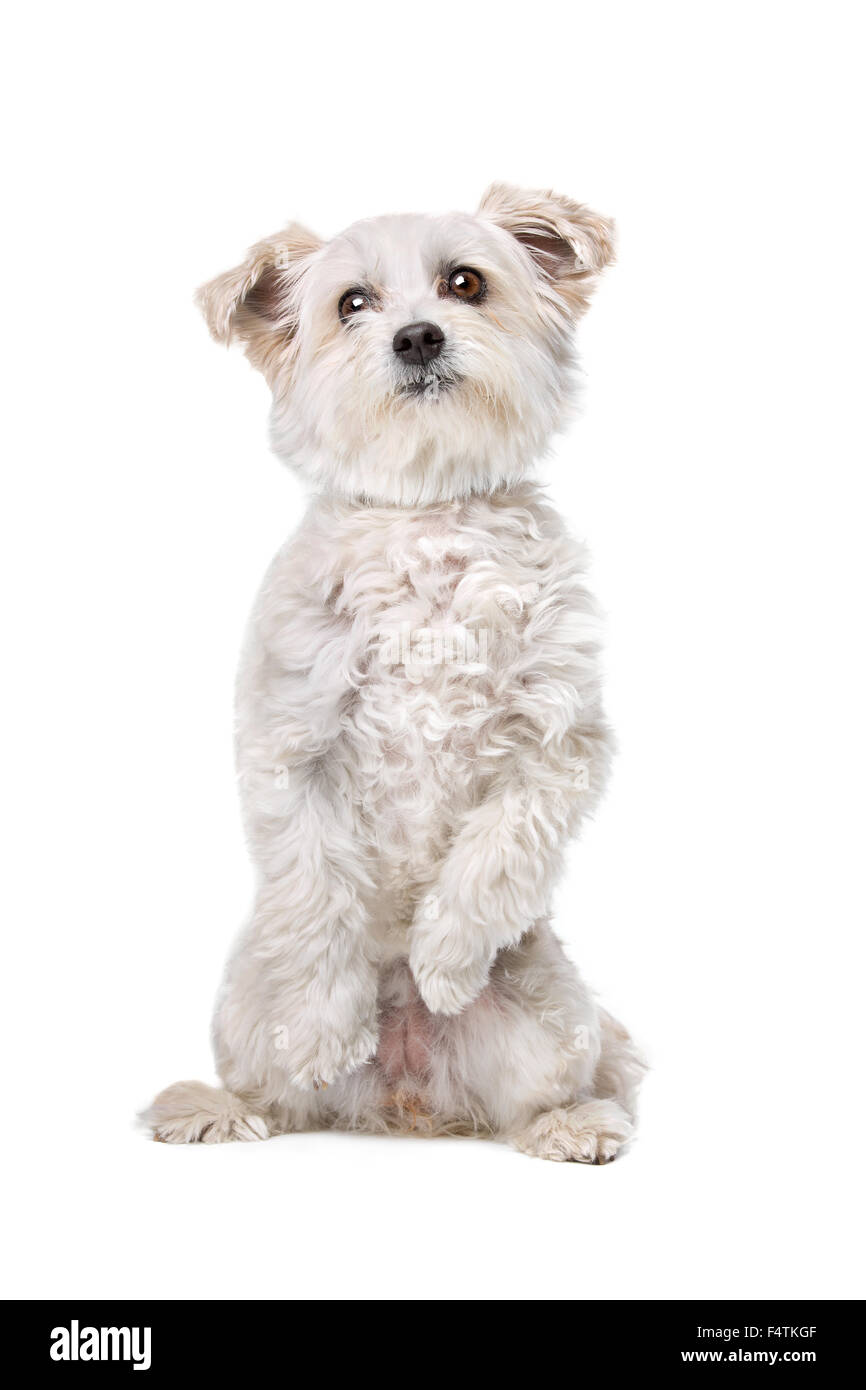 Mixed breed dog in front of a white background sitting on back paws ...