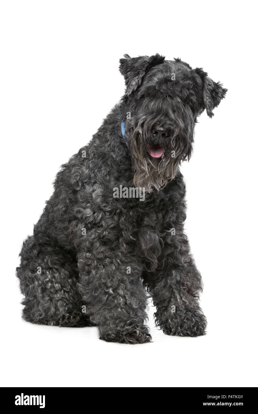 Are Kerry Blue Terrier Hypoallergenic
