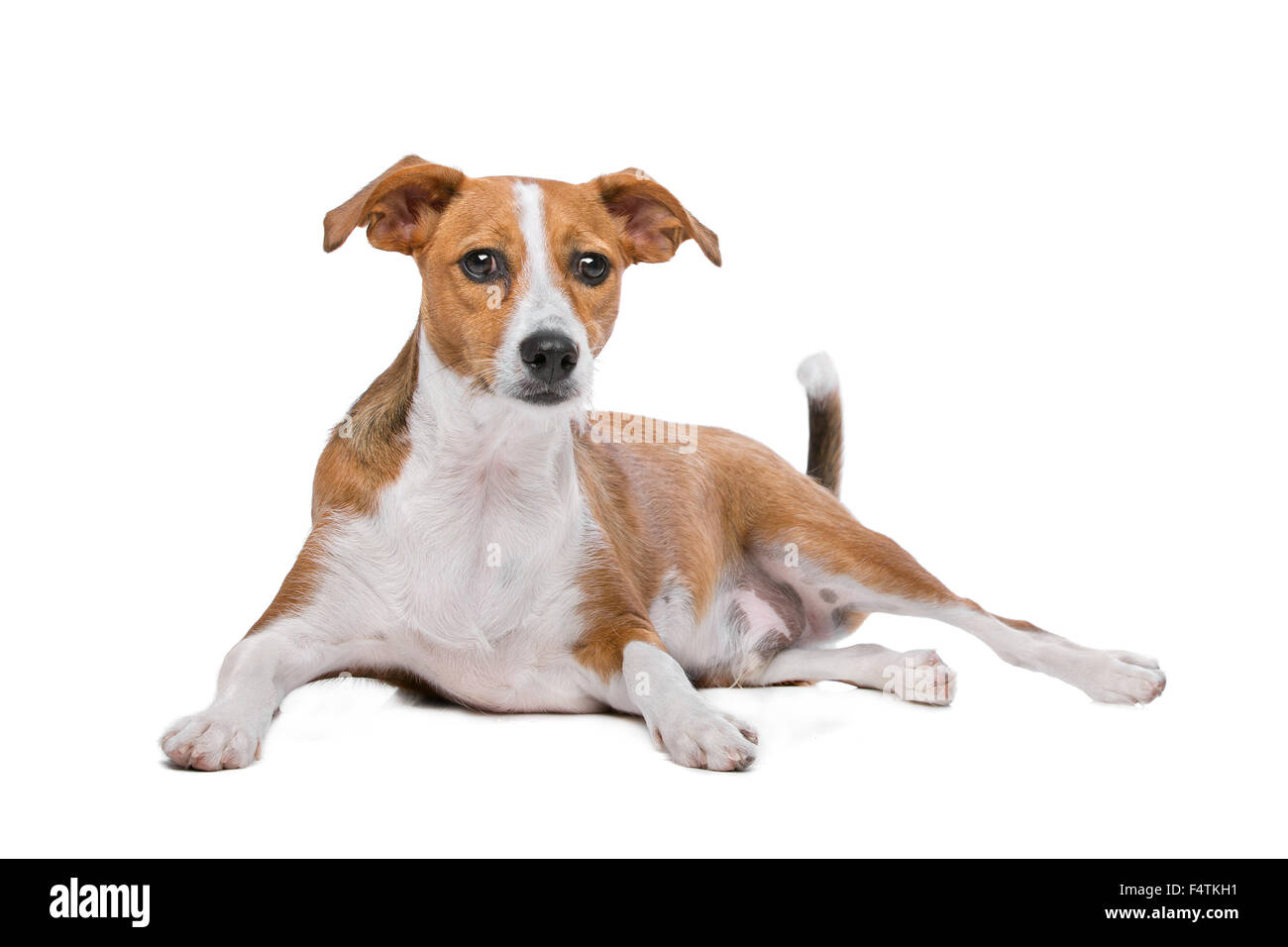 Podenco mixed breed hi-res stock photography and images - Alamy