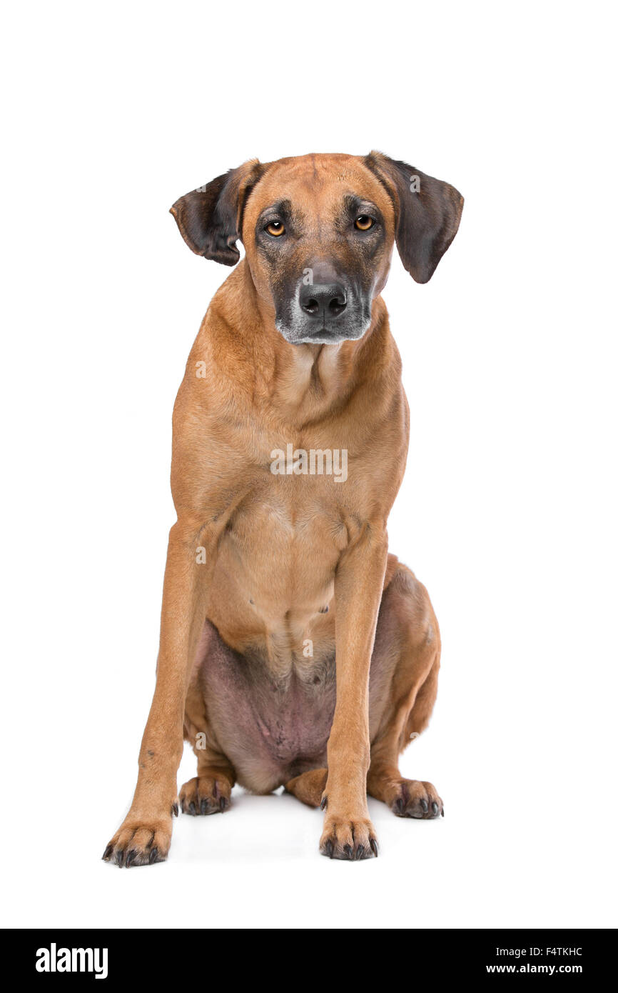 Rhodesian Ridgeback in front of a white background Stock Photo - Alamy