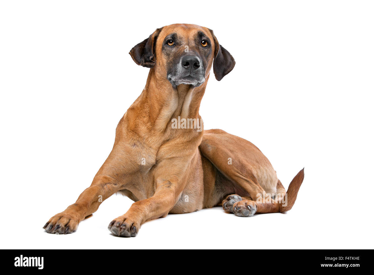 Rhodesian Ridgeback in front of a white background Stock Photo - Alamy