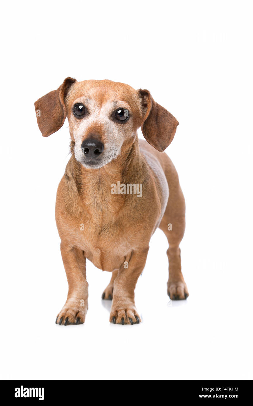 Small brown dachshund in Cut Out Stock Images & Pictures - Alamy