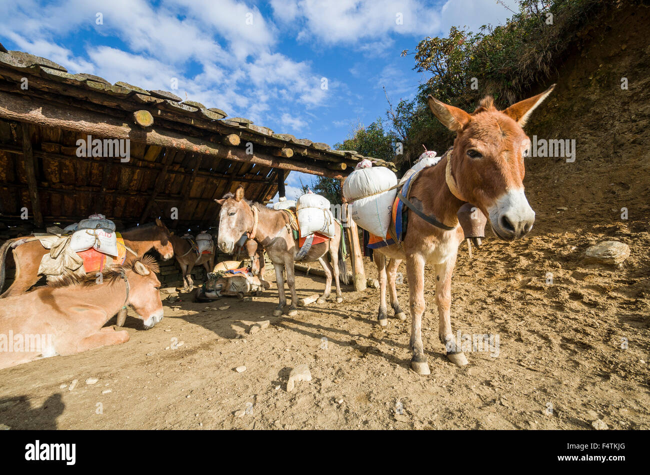Donkey transport hi-res stock photography and images - Alamy