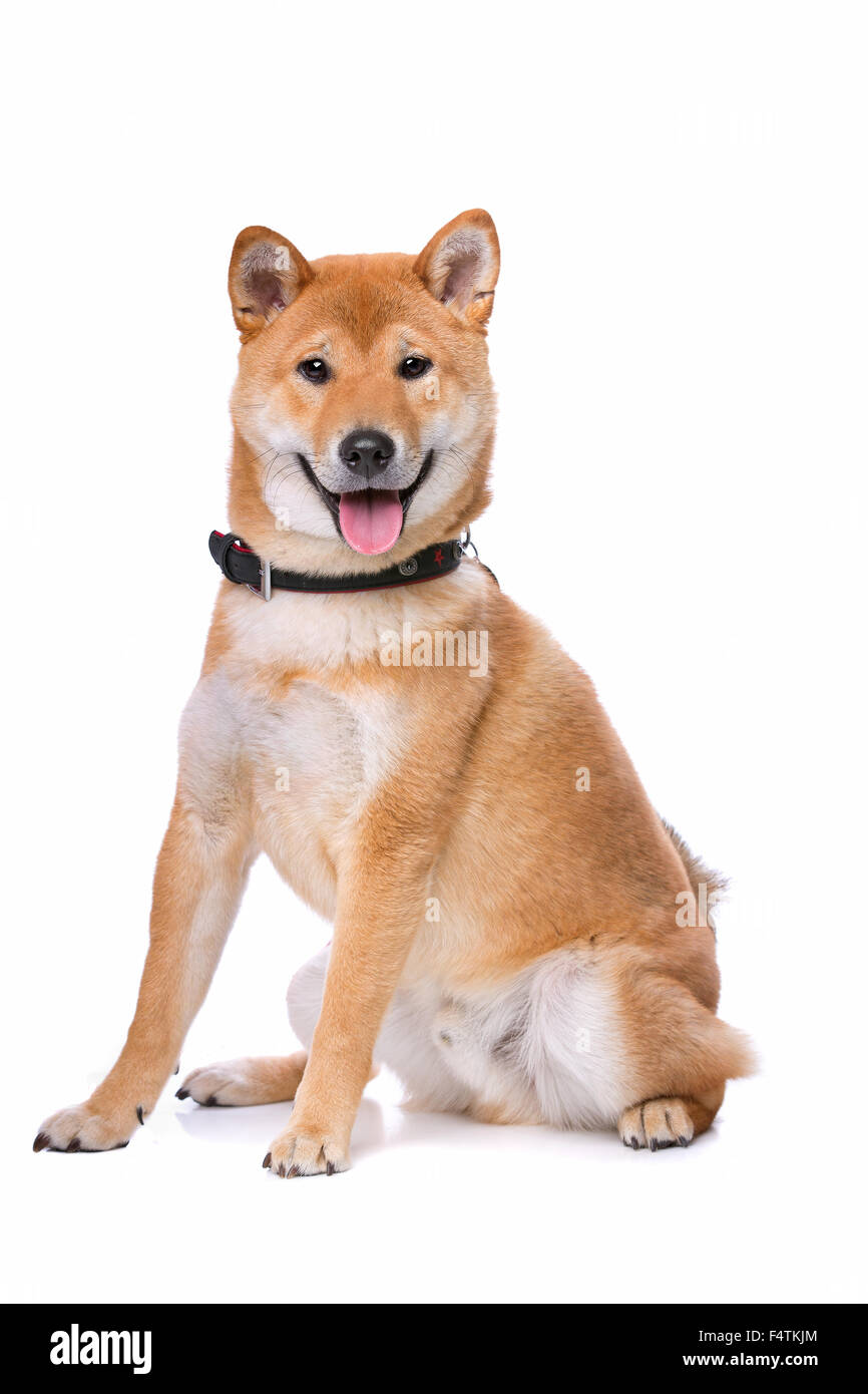 Shina Inu in front of a white background Stock Photo - Alamy