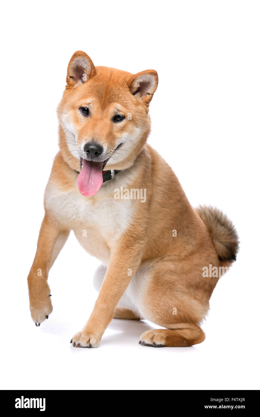 Shina Inu in front of a white background Stock Photo - Alamy
