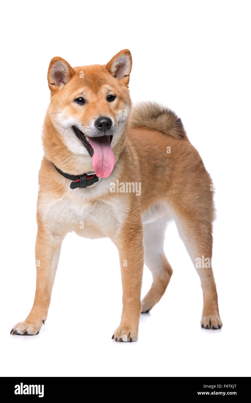Shina Inu in front of a white background Stock Photo - Alamy