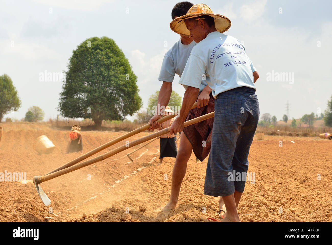Male farmers working in the fields hoeing the soil planting ginger ...