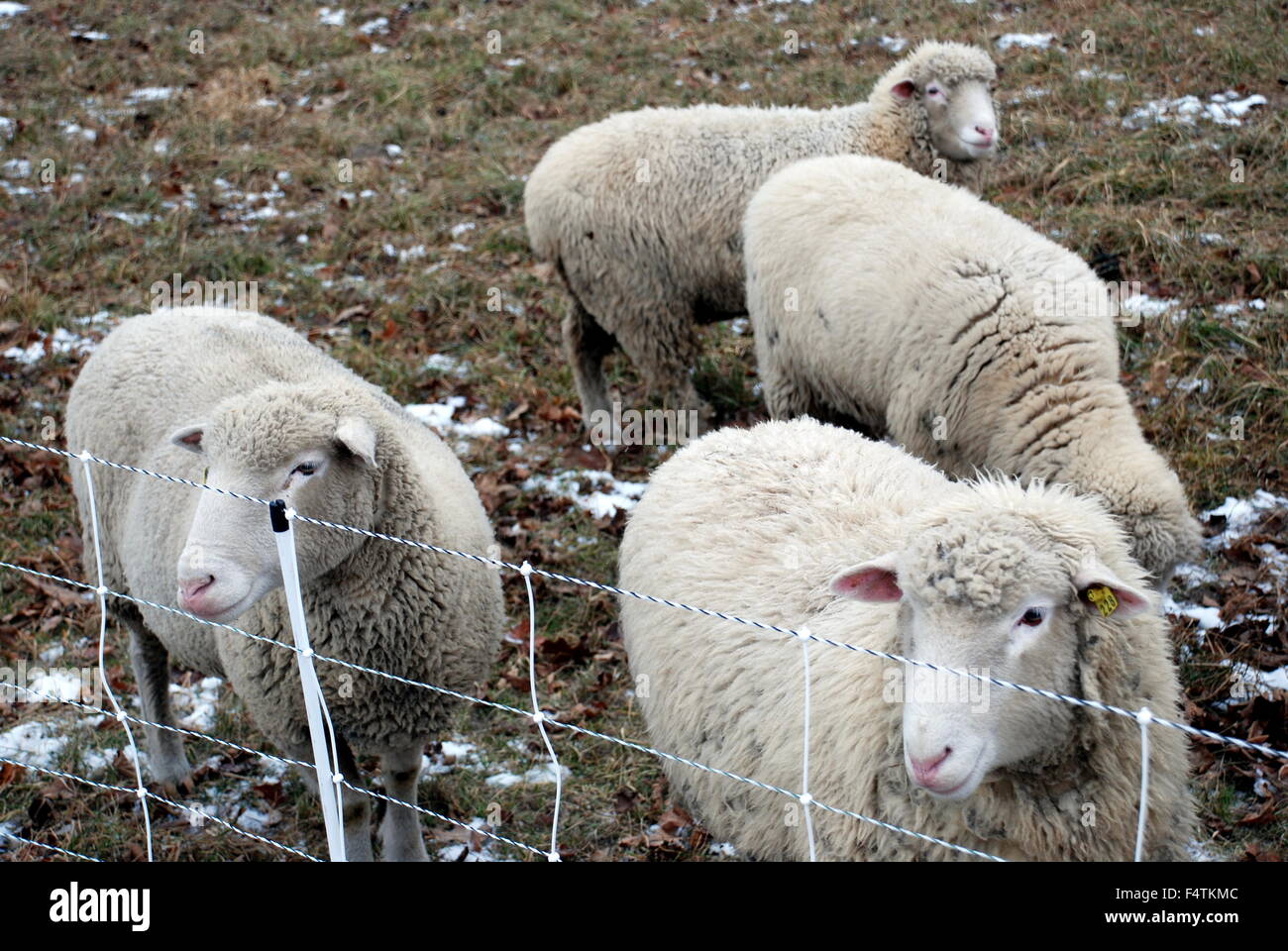 Petting Zoo Sheep High Resolution Stock Photography and Images - Alamy