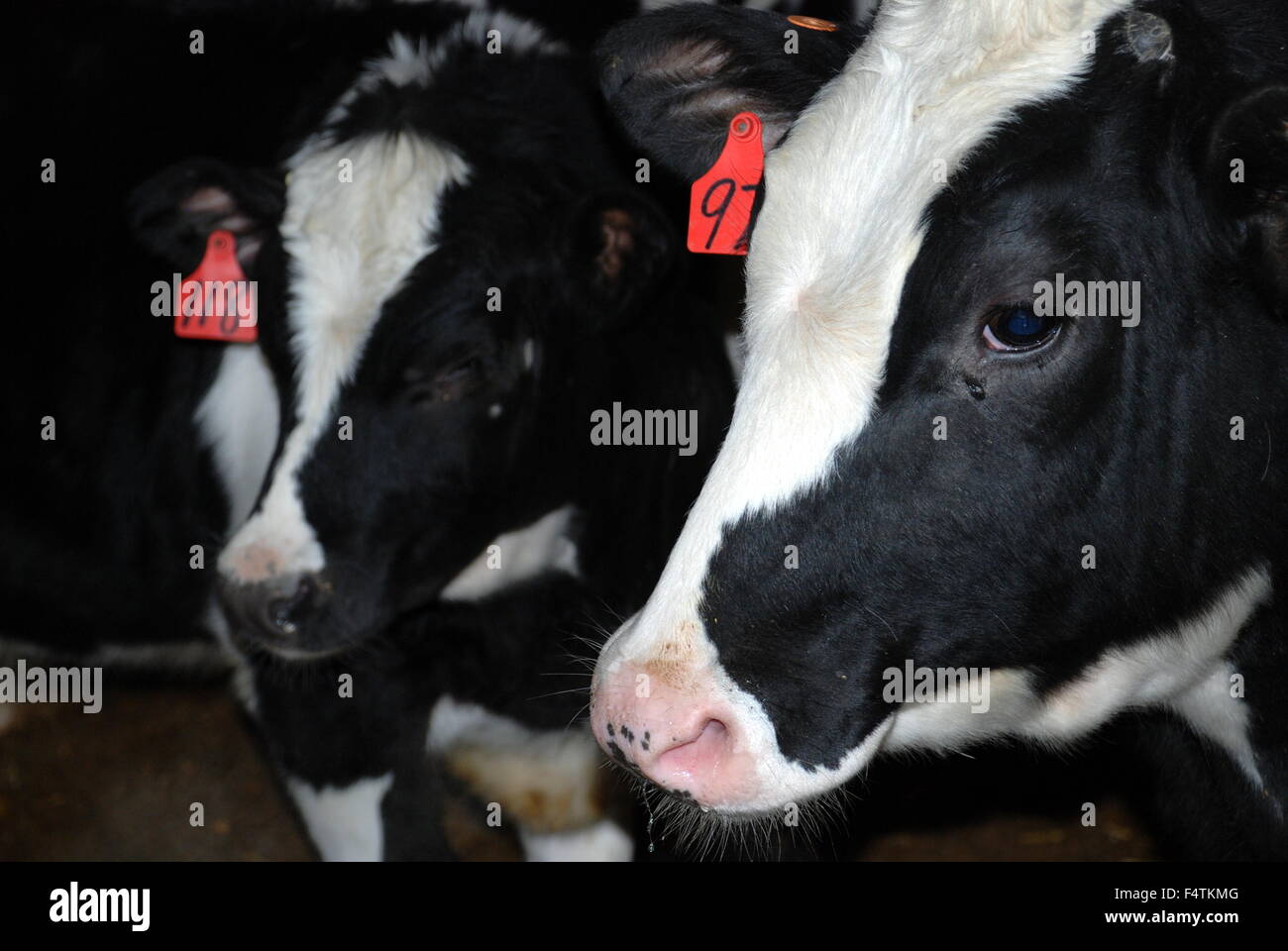 Earmark hi-res stock photography and images - Alamy