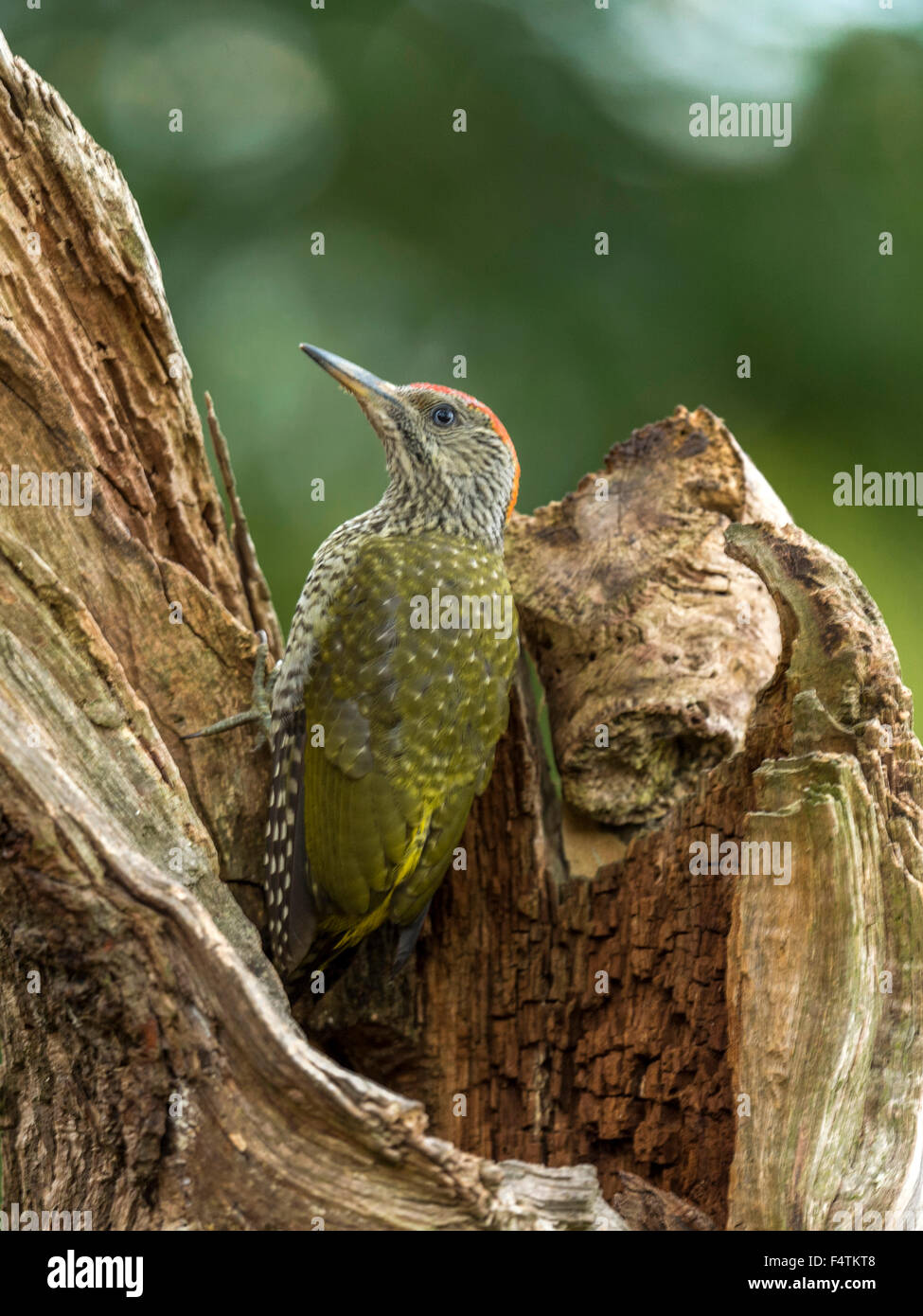 Juvenile European Green Woodpecker (Picus viridis) foraging in natural ...