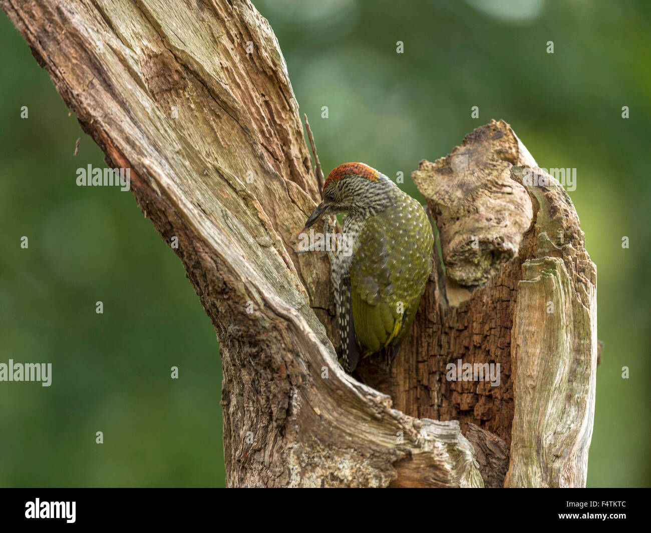 Juvenile European Green Woodpecker (Picus viridis) foraging in natural ...