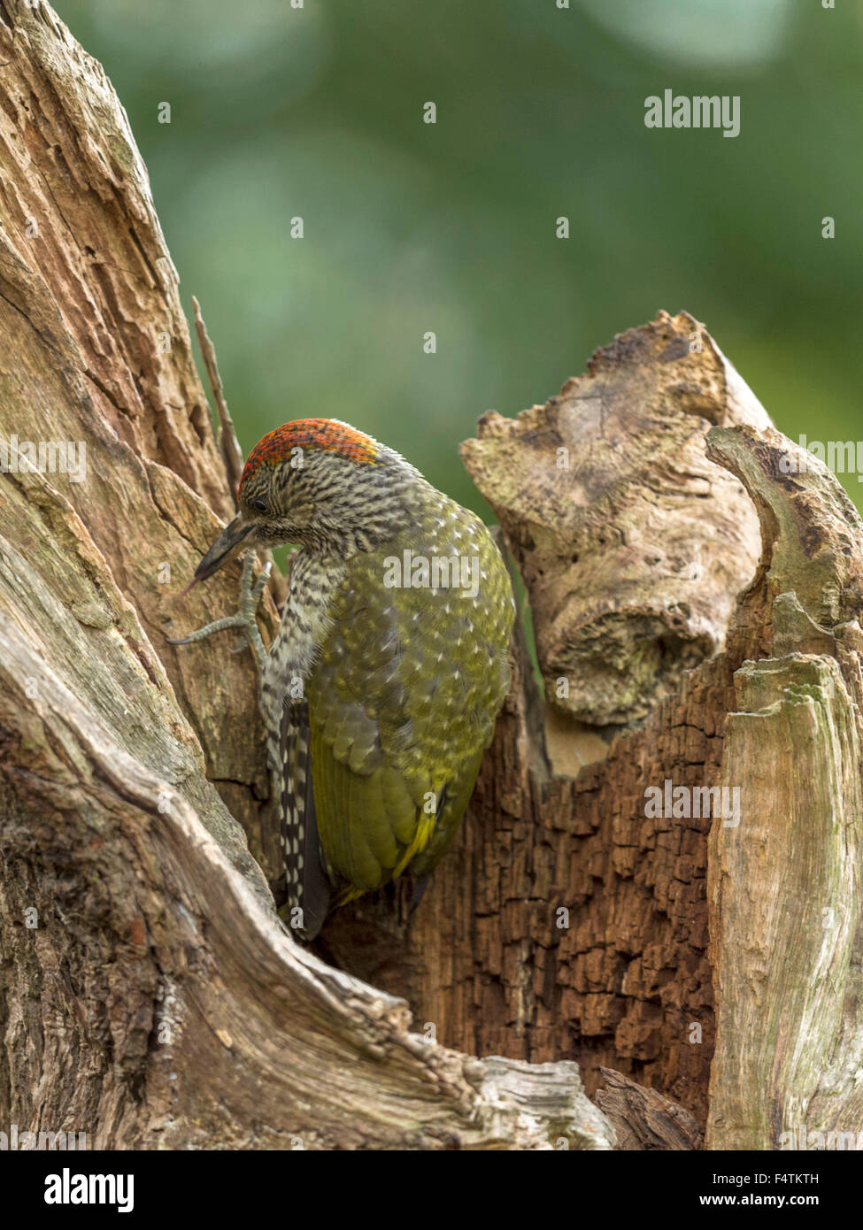Juvenile European Green Woodpecker (Picus viridis) foraging in natural ...