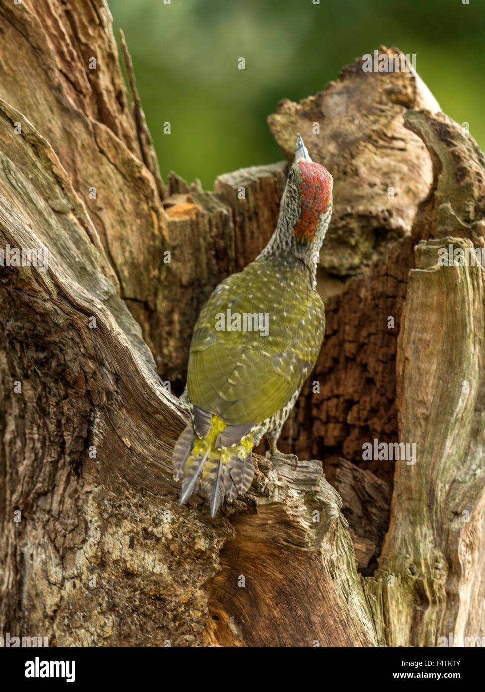 Juvenile European Green Woodpecker (Picus viridis) foraging in natural ...