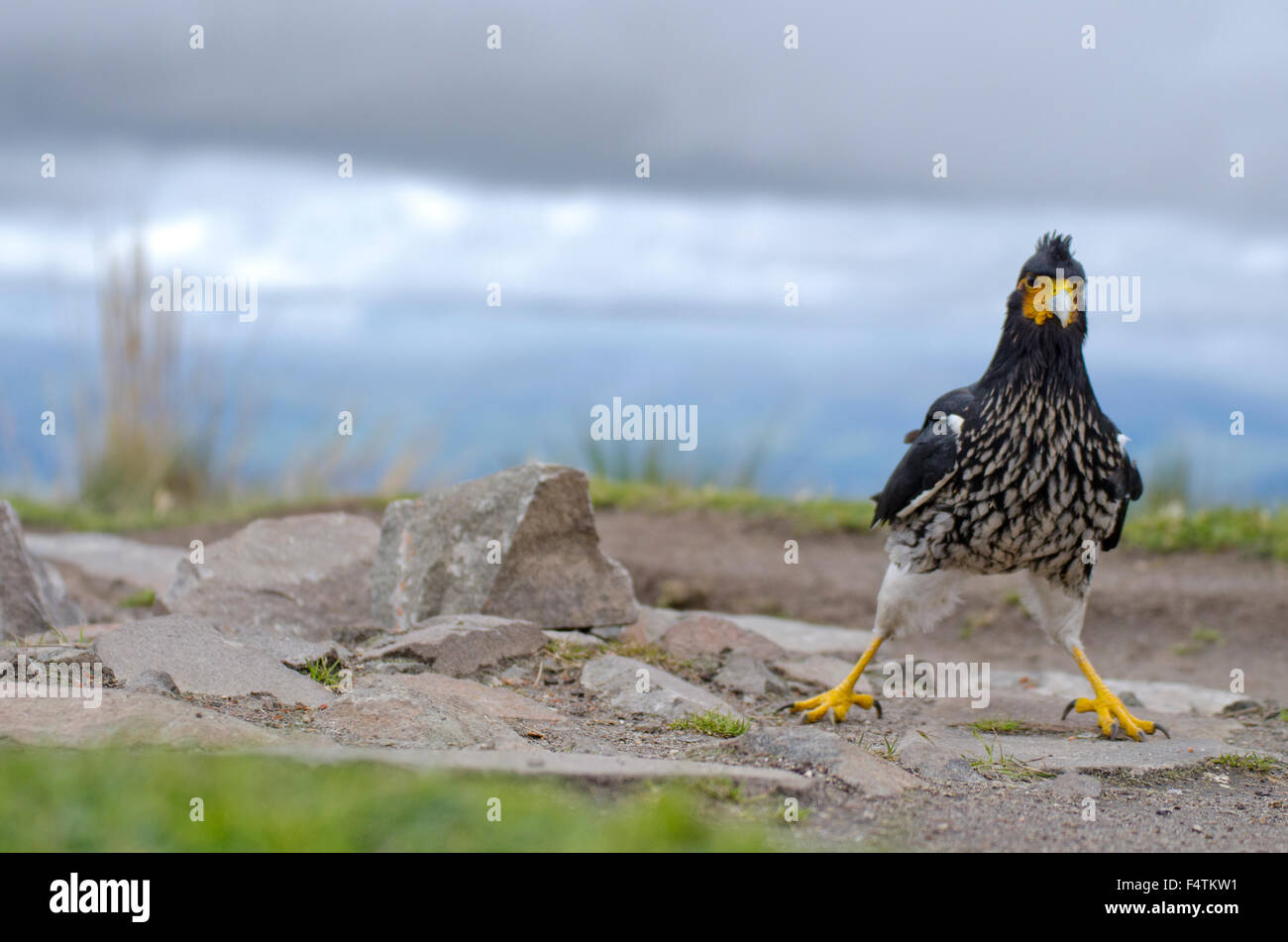 Carunculated Caracara (Phalcoboenus carunculatus Stock Photo - Alamy