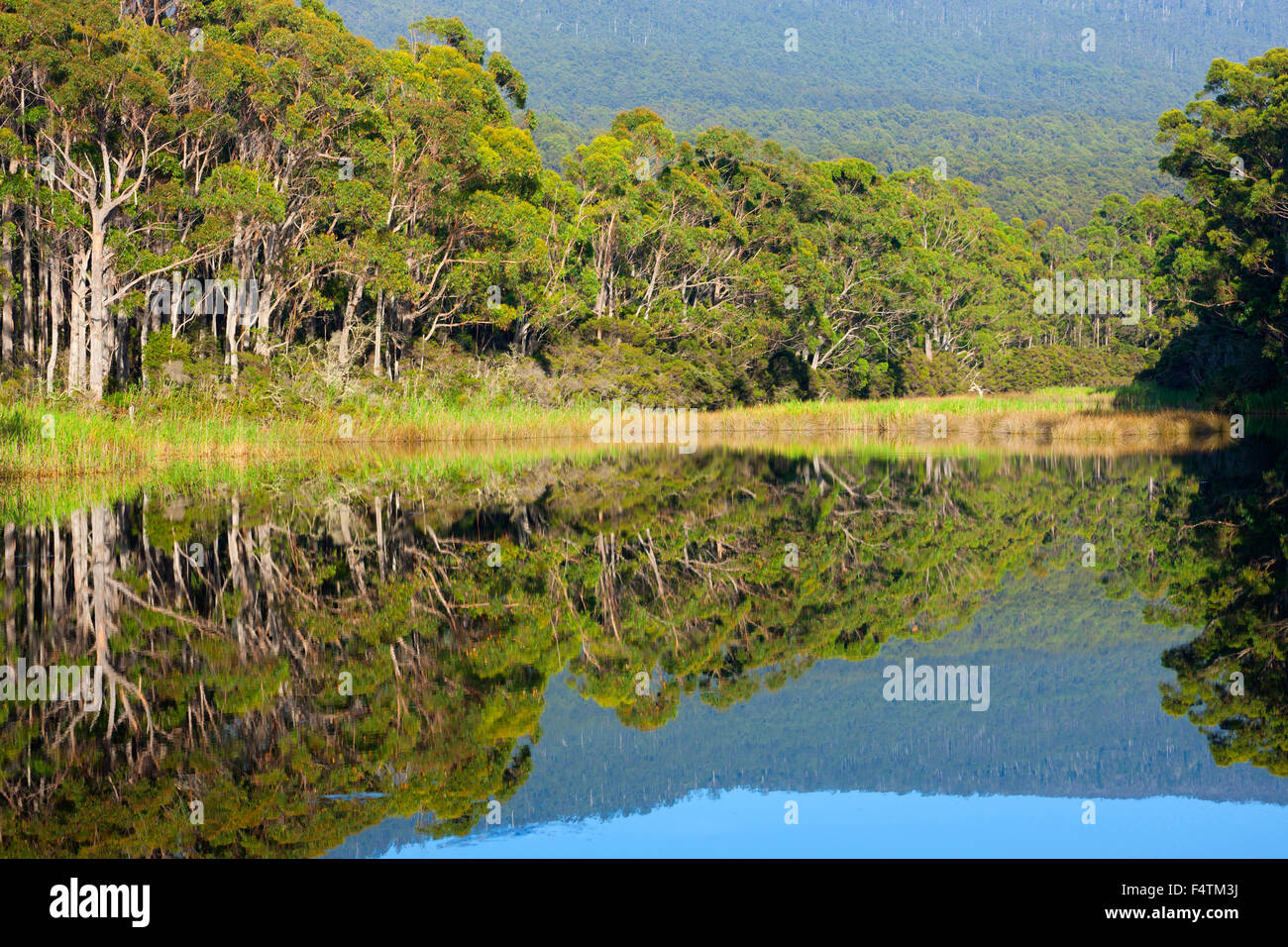 Captain Cook Creek, Australia, Tasmania, Bruny Island, river, wood ...