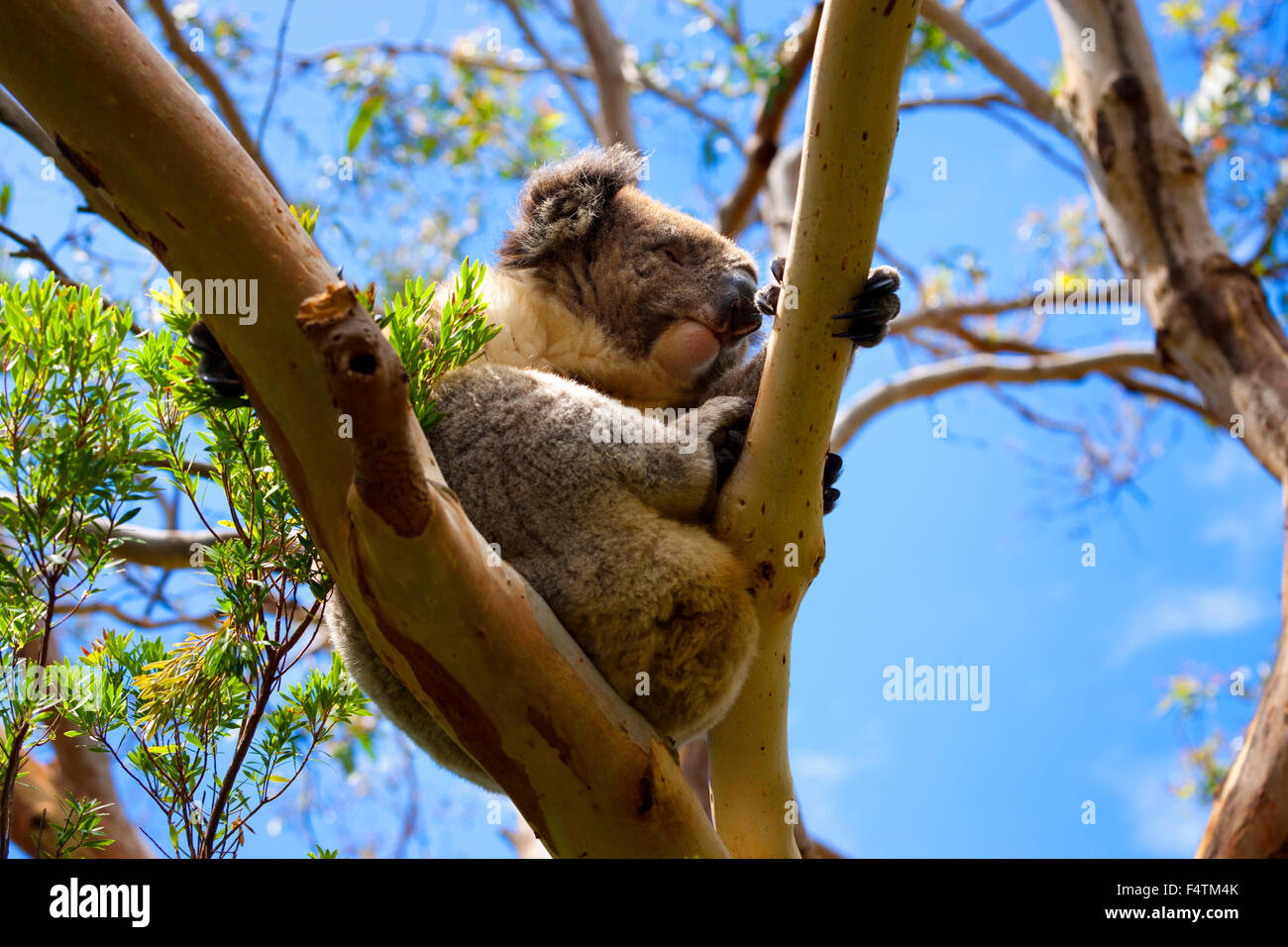 Great otway national park hi-res stock photography and images - Alamy