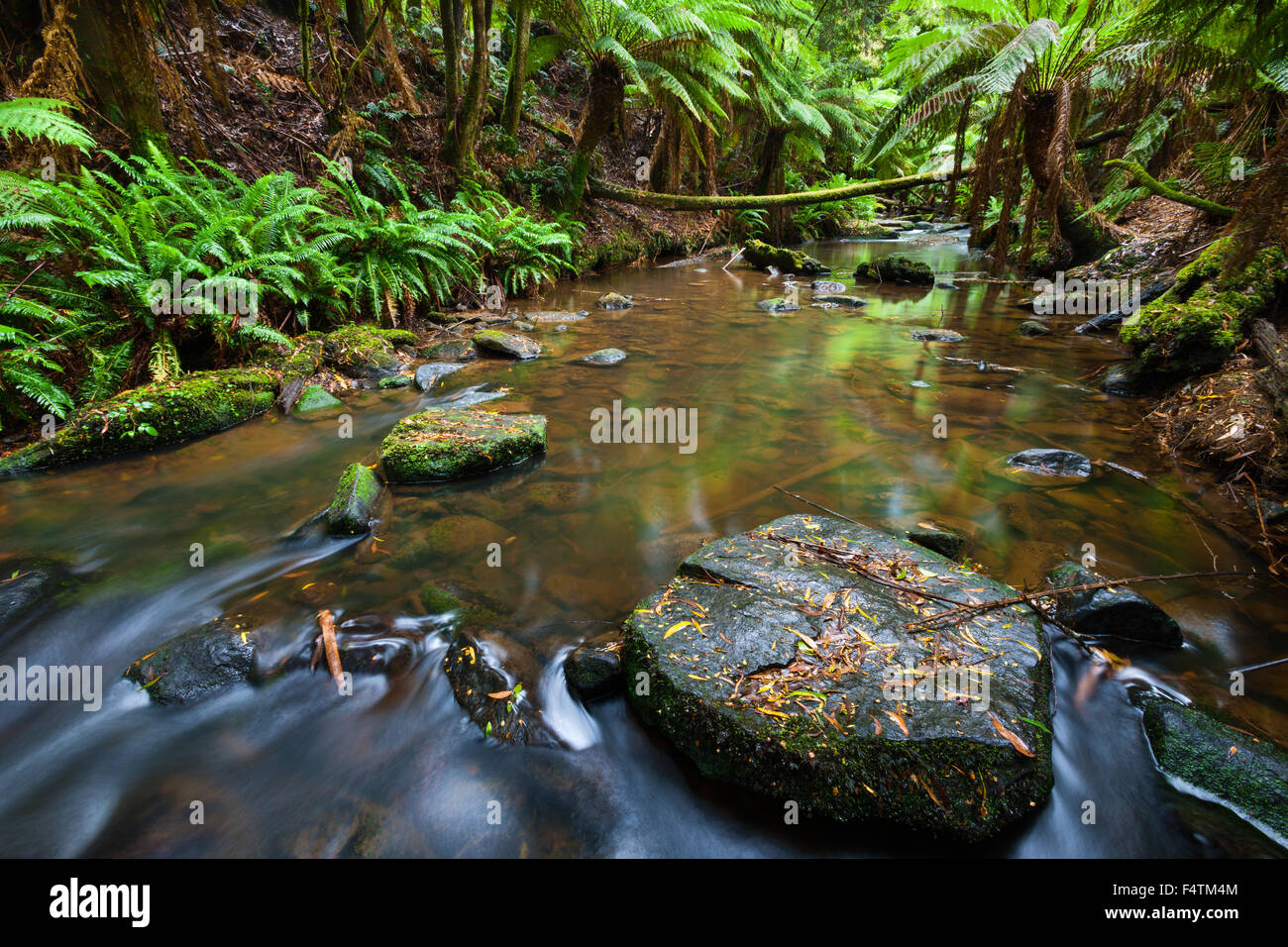 Great Otway, National park, Australia, Victoria, wood, forest, fern ...