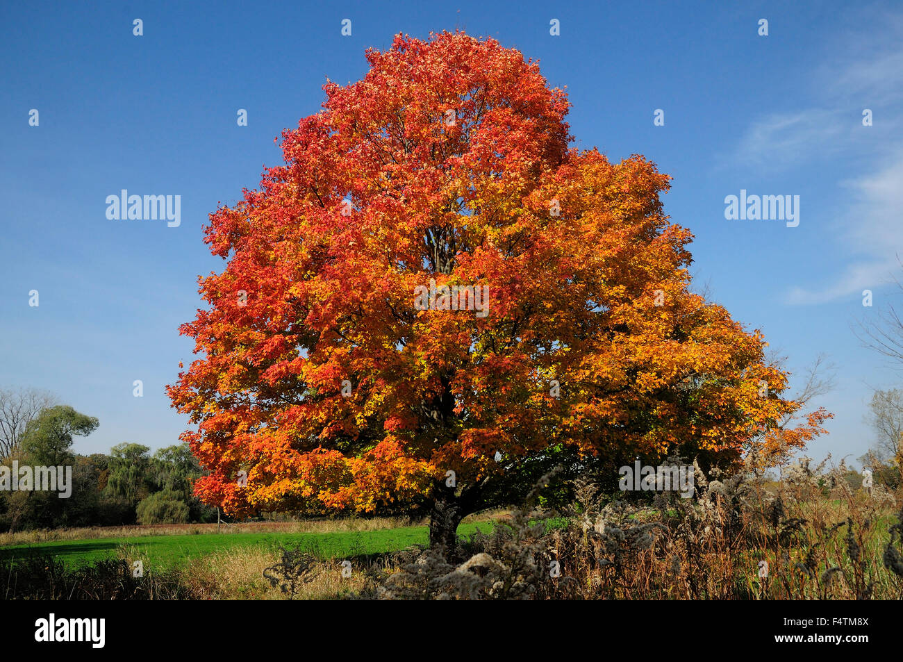 Maple tree in full autumn bloom Stock Photo - Alamy