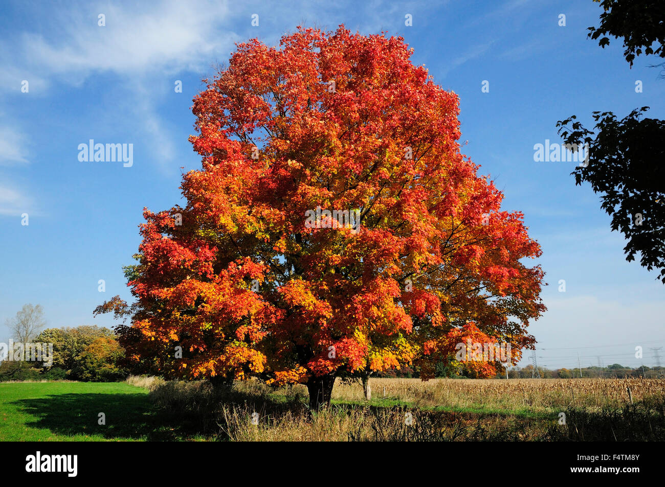 Maple tree in full autumn bloom Stock Photo - Alamy
