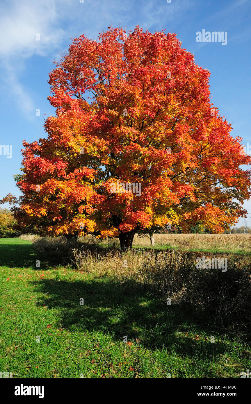Maple tree in full autumn bloom Stock Photo - Alamy