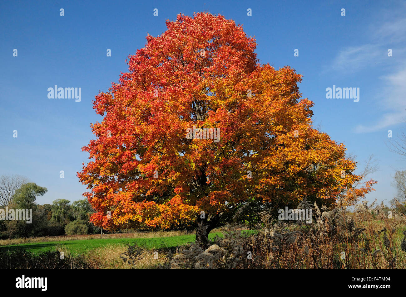 Maple tree in full autumn bloom Stock Photo - Alamy