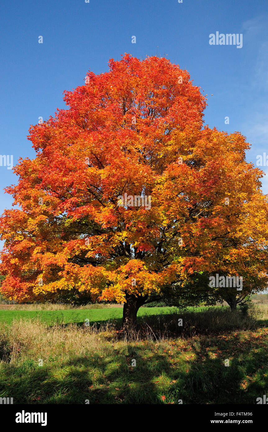 Maple tree in full autumn bloom Stock Photo - Alamy